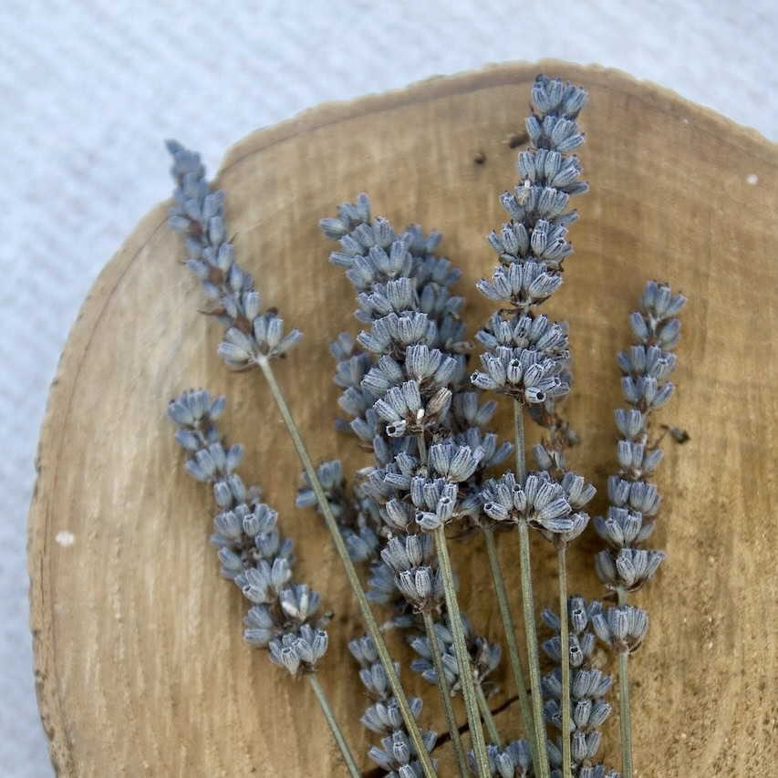 Lavender Profile | Everything You Need to Know