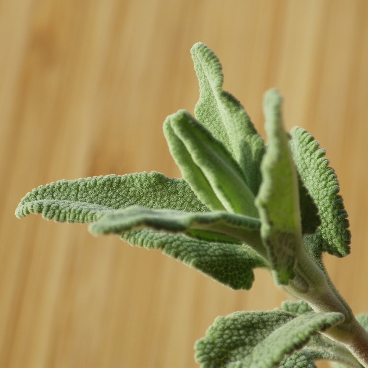 Sage Profile | Everything You Need to Know