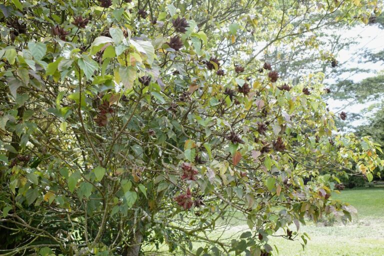 Annatto Tree | Glossary