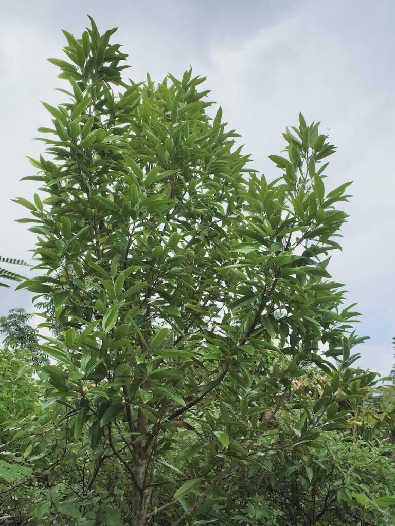Ceylon Cinnamon Tree | Glossary