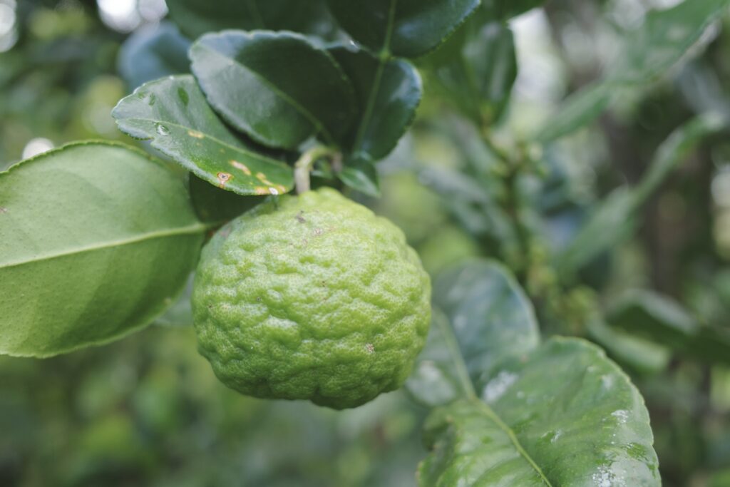 Makrut Lime | Glossary