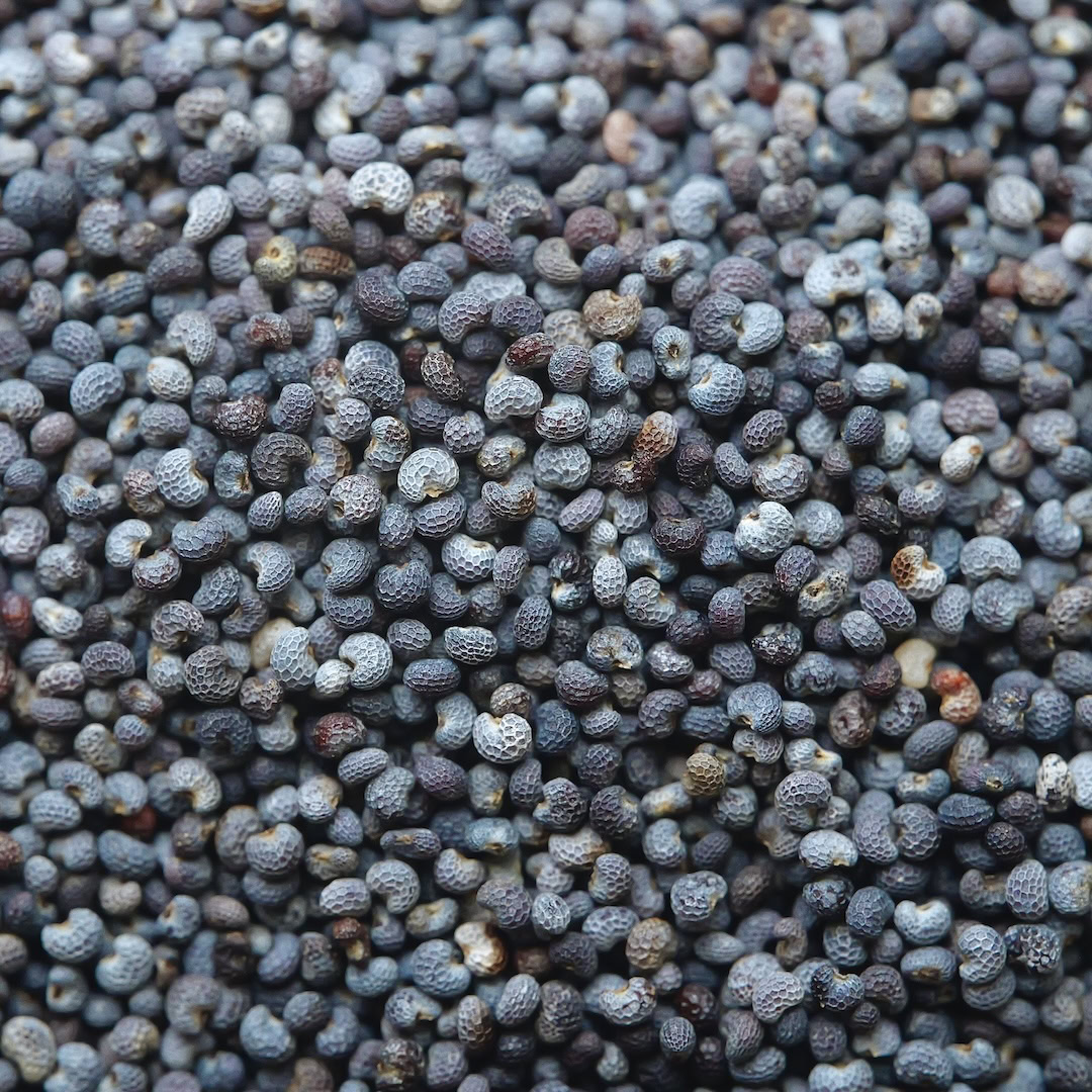 Poppy Seed | Flavor, Uses, History & Health Benefits