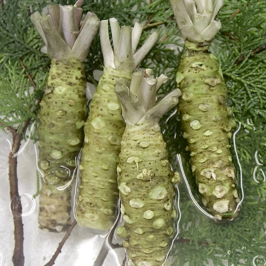 Wasabi | Flavor, Uses, History & Health Benefits