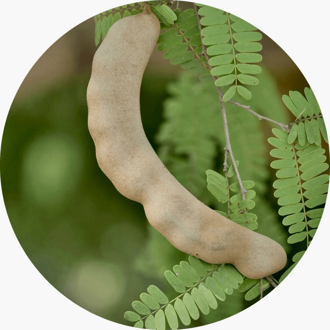 Tamarind | Flavor, Uses, History & Health Benefits